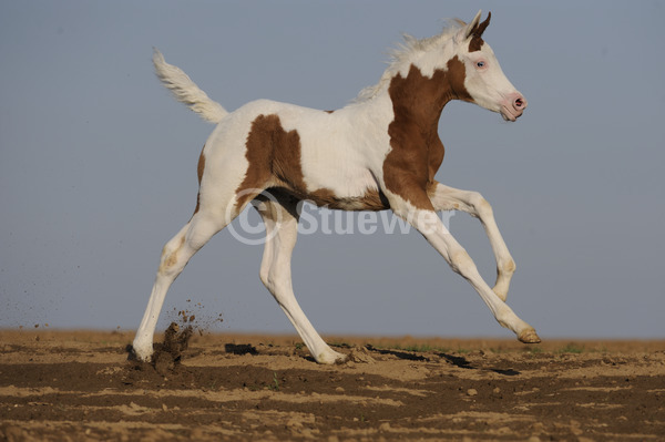 Sabine Stuewer PFERDEFOTO | Pferdefoto | Pferdefotografie | ID 816062